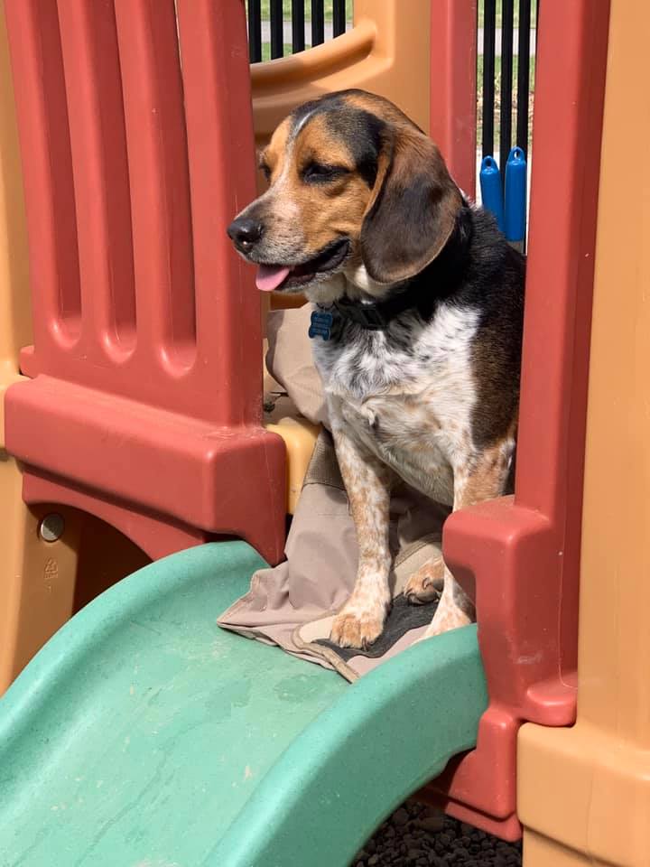 Pet Daycare | A Happy Place Pet Playground & Lodge