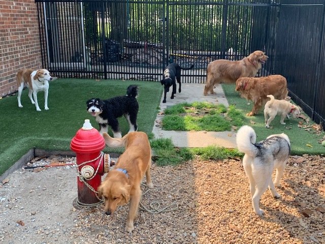 A Happy Place Pet Playground & Lodge | Gallery