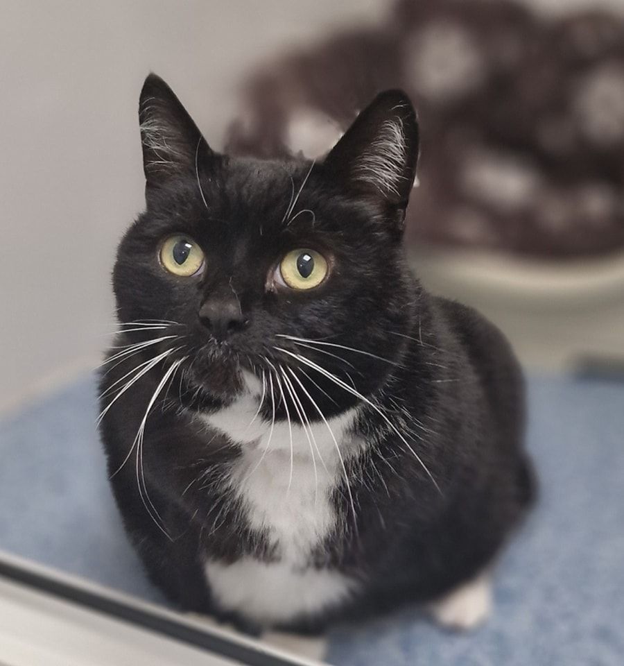 Home | Animal Welfare Furness | Animal Rescue | Cat & Dog Rescue Furness