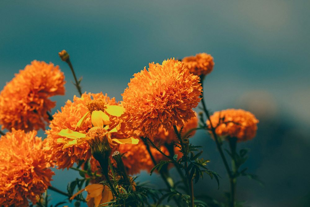 Hispanic Funeral Traditions | Wendt Funeral Home