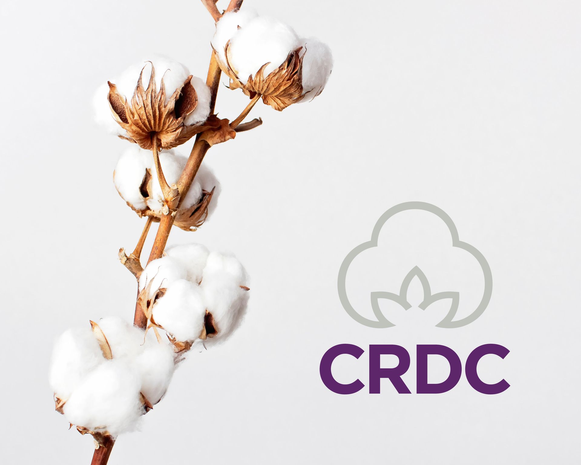 Logo & Branding Design Toowoomba - Black Canvas Graphic Design - CRDC