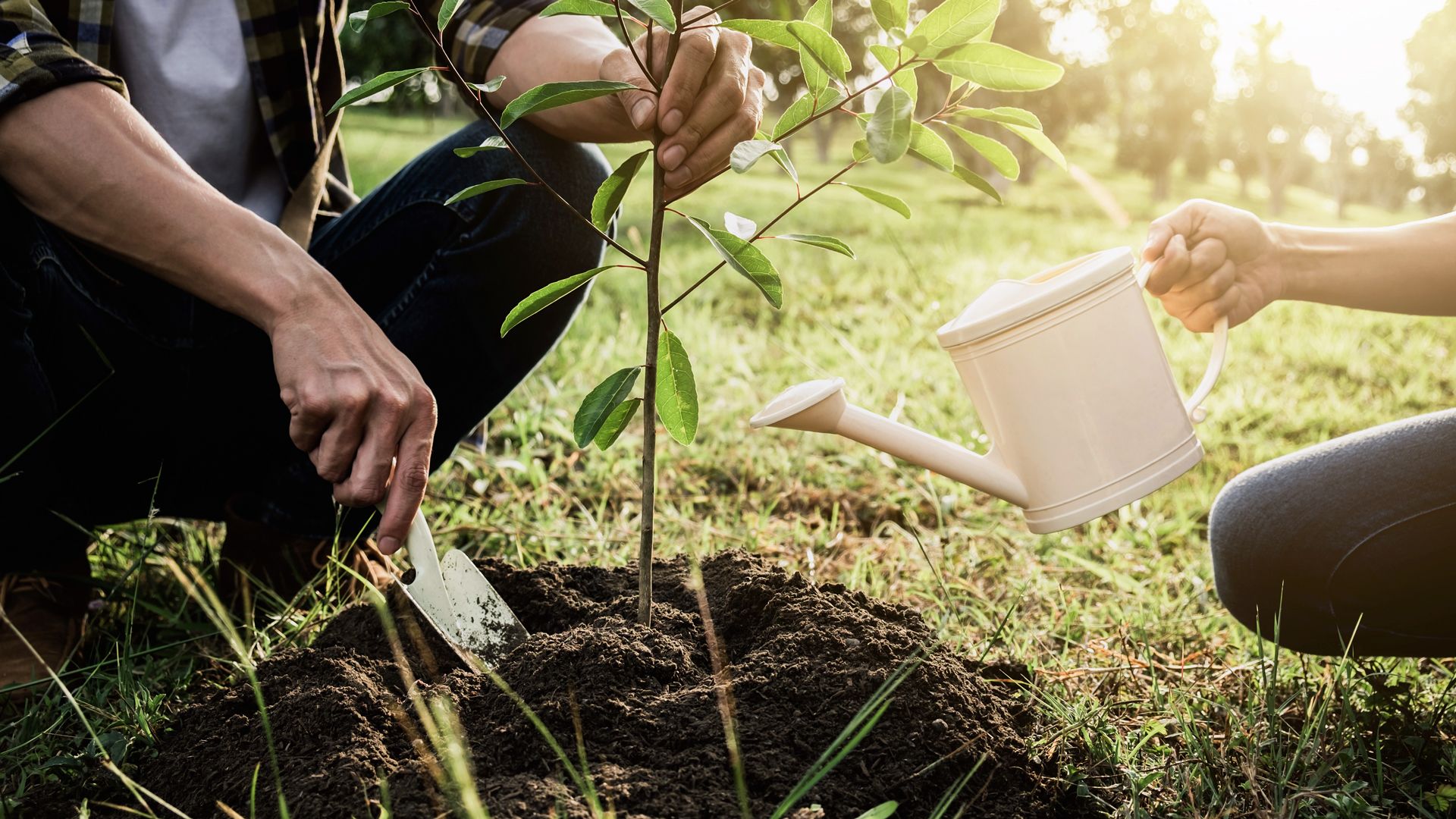Tree Planting Services | D&D Construction LLC
