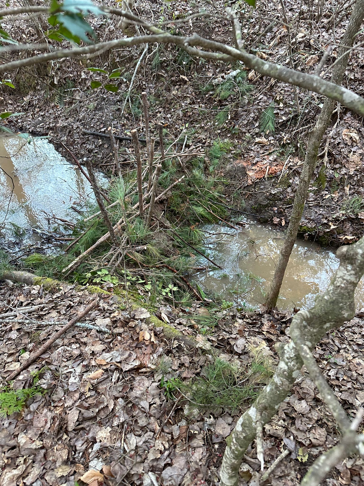 Beavers + Restoration?