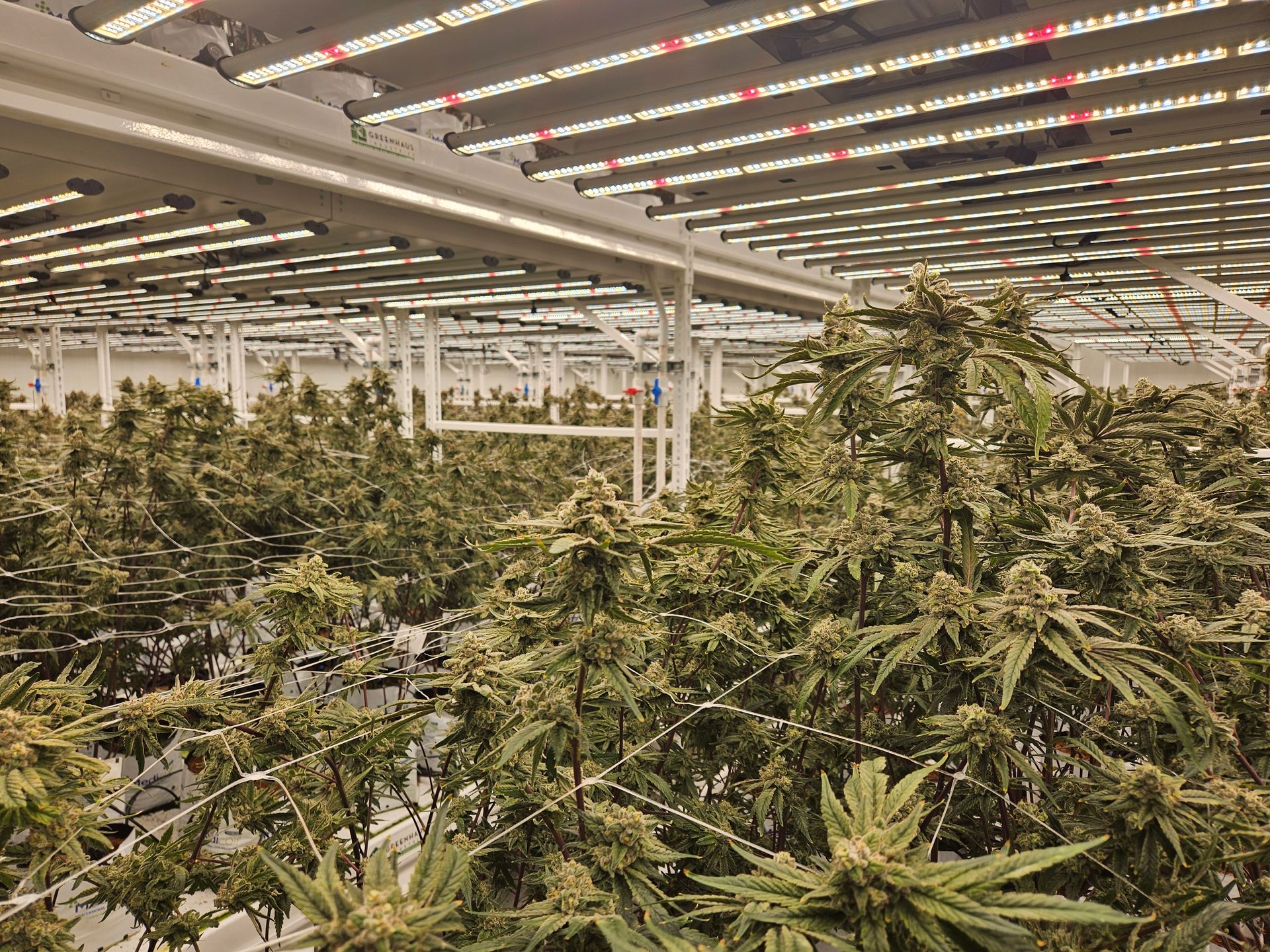 Pheno Hunting for Cannabis Traits - Grow Guide