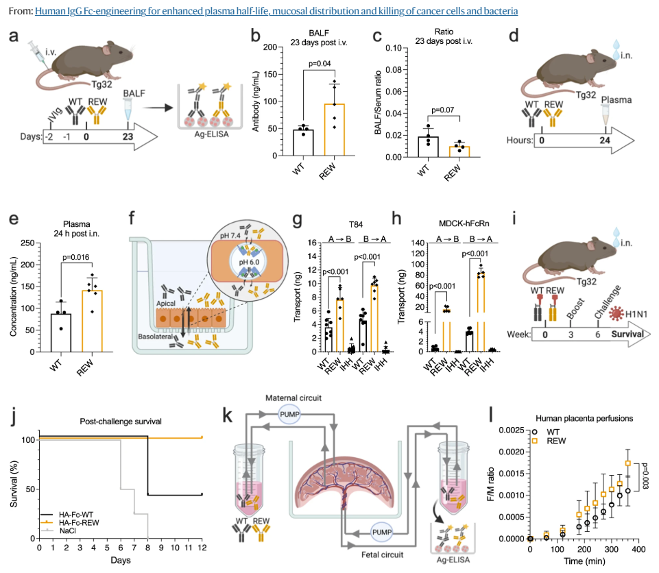 Human IgG Fc-engineering for enhanced plasma half-life, mucosal ...