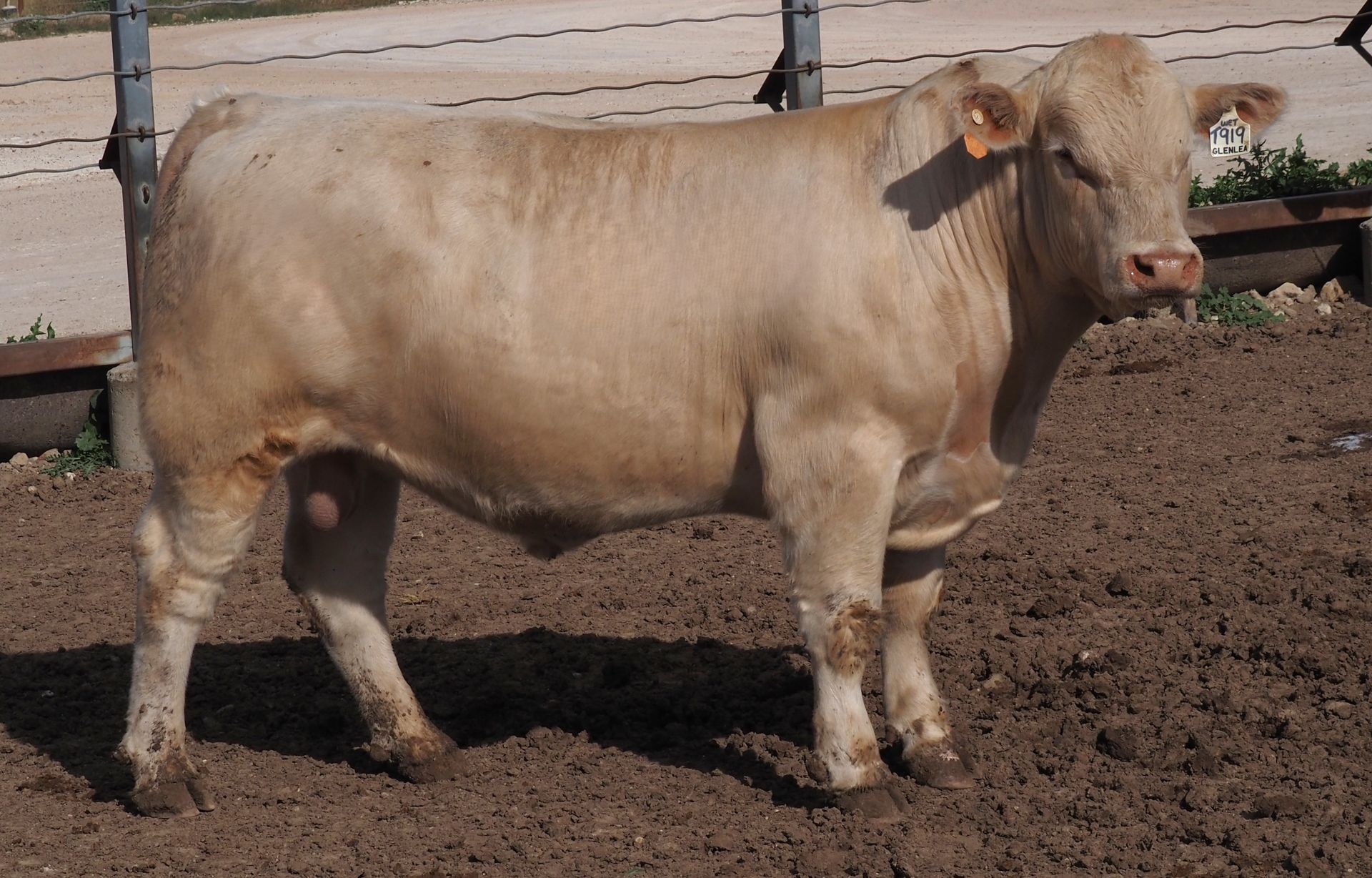 Glenlea Beef - NSW & QLD - Home