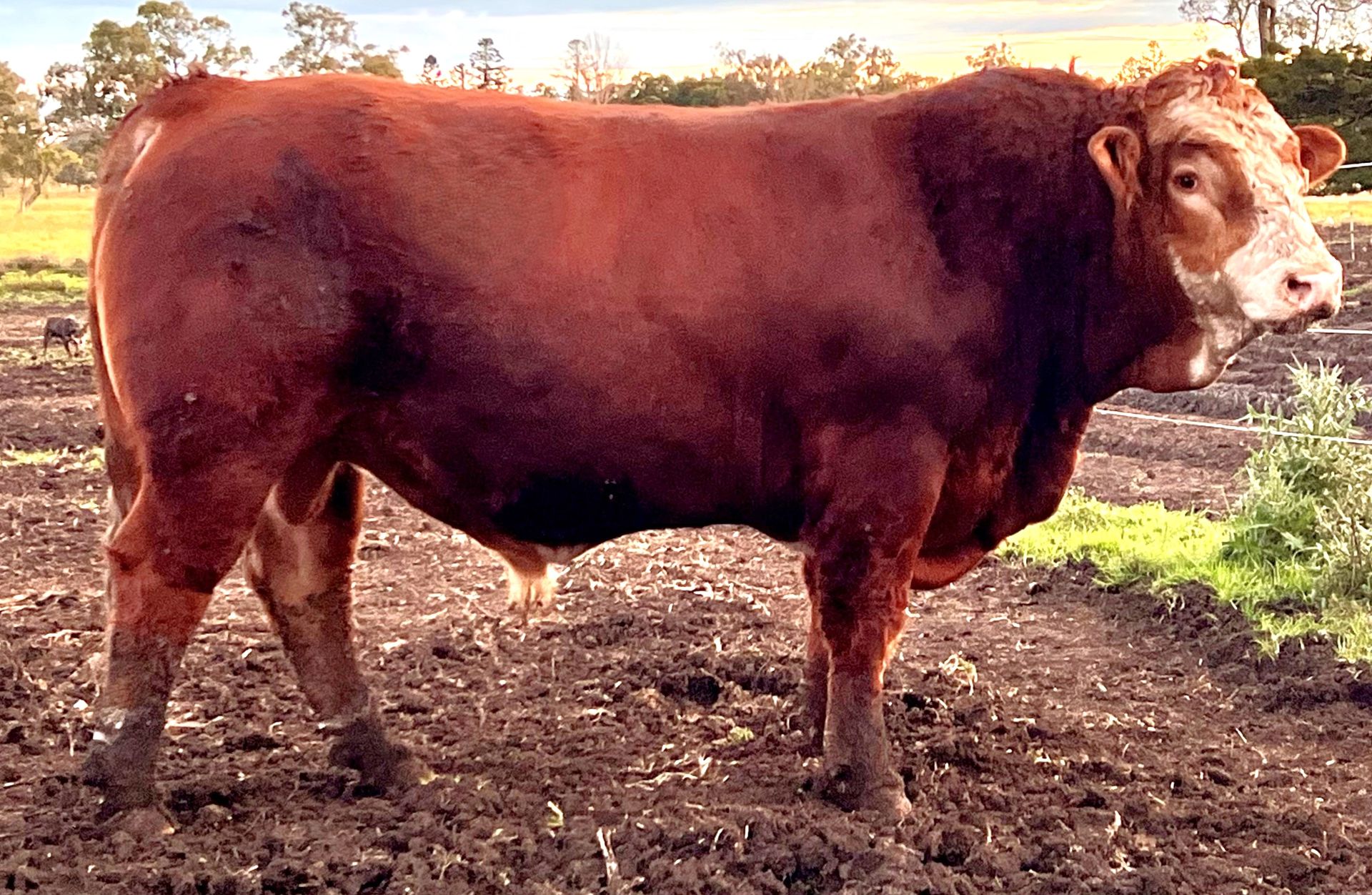 Glenlea Beef - NSW & QLD - Home