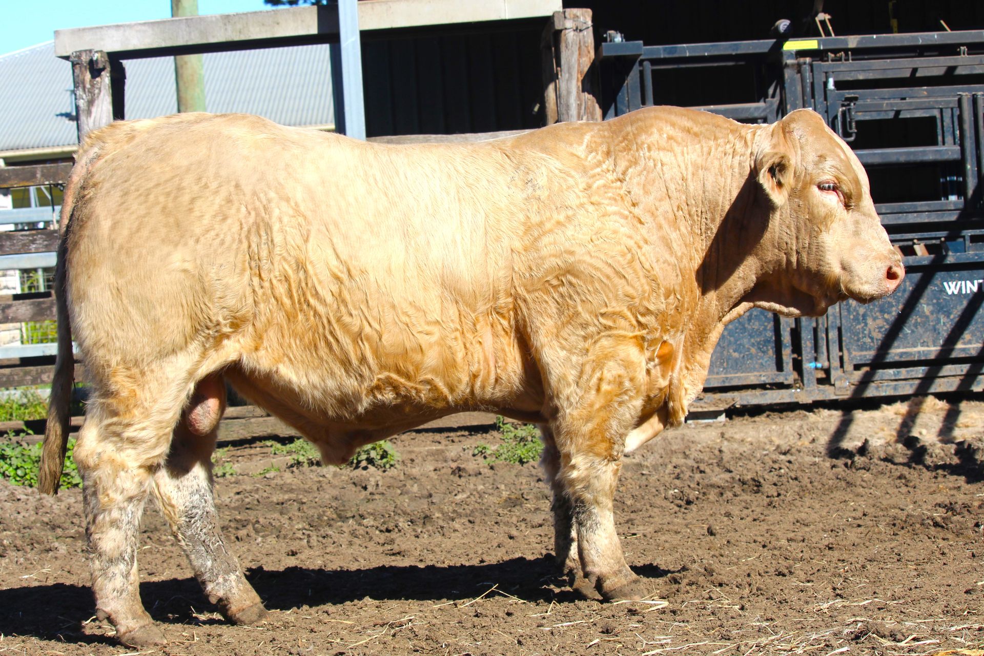 Glenlea Beef - NSW & QLD - Home