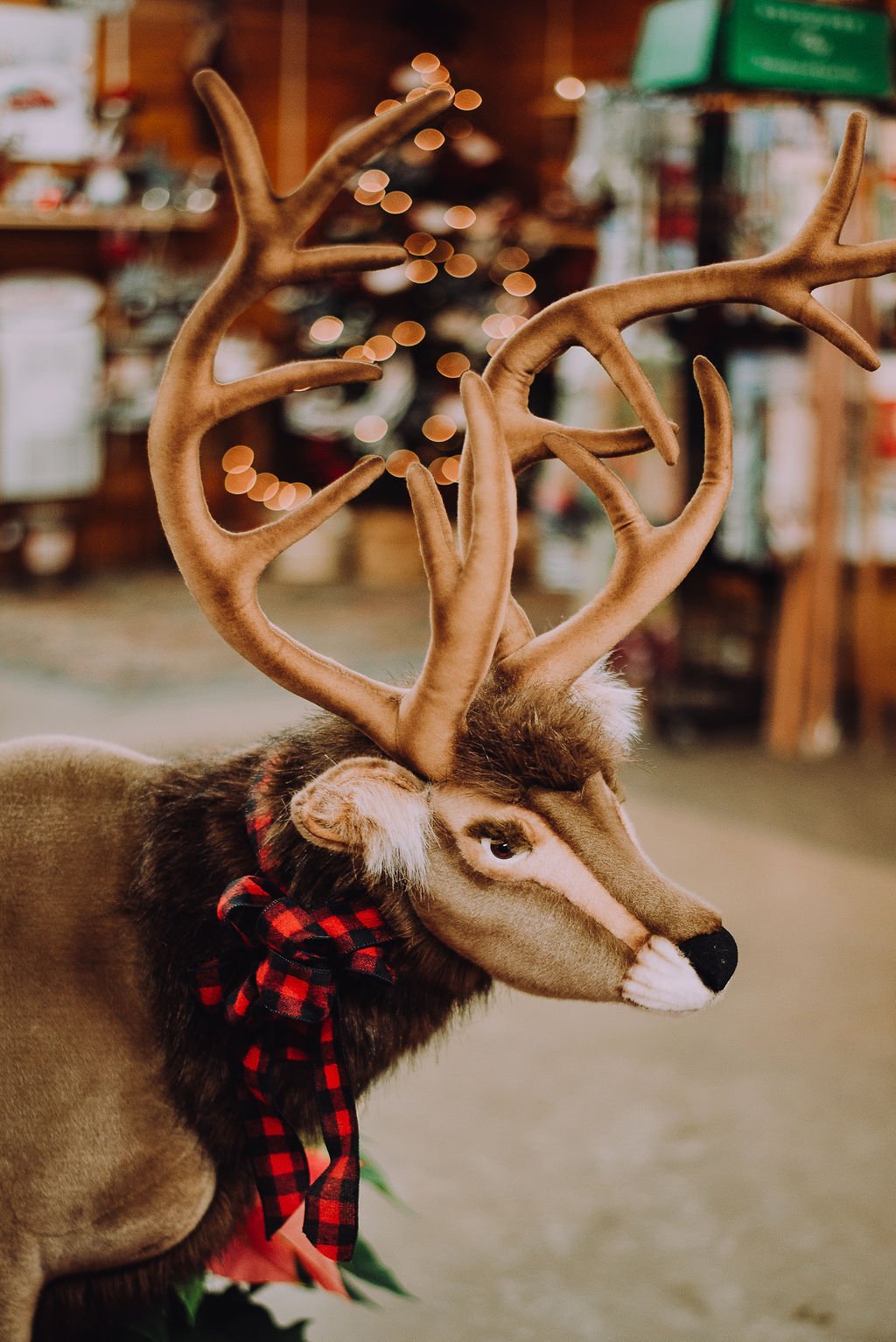 Plant Nursery | Retail Garden Center | Bangor, ME
