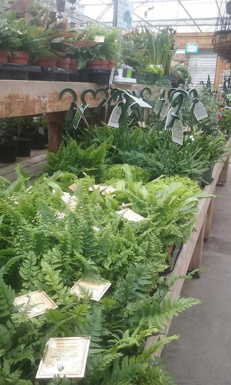 Sprague’s Nursery & Garden Center | Plant Nursery | Bangor, ME