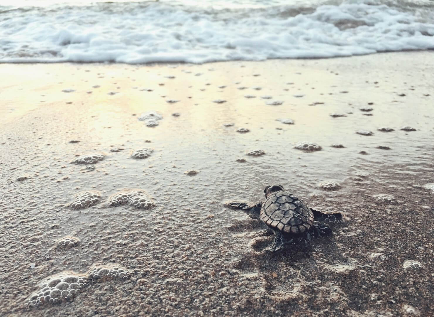 Animal Senses | How Do Animals Sense the World? | EdZOOcating Adventures