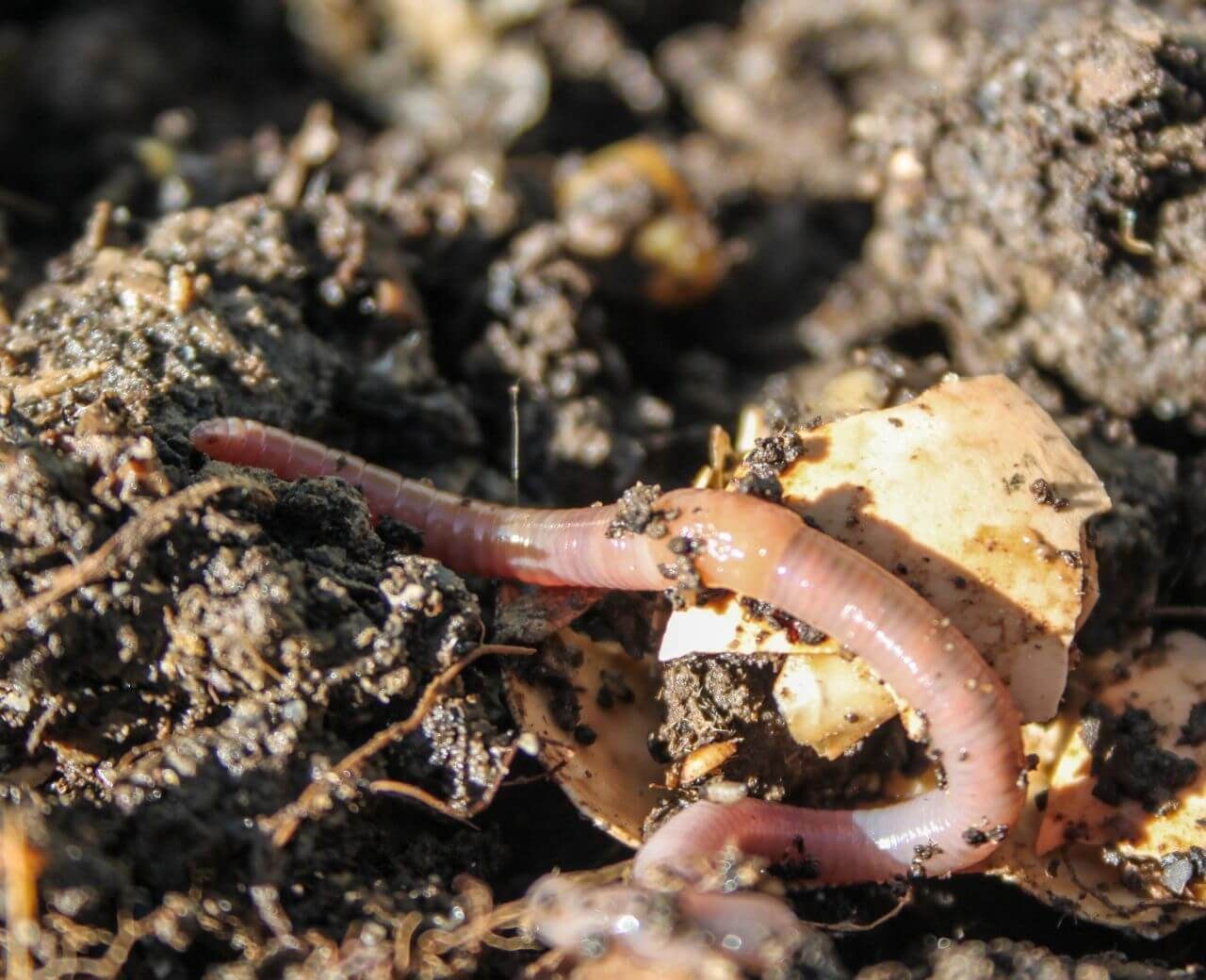 Decomposers | Breaking Down Dead Matter | EdZOOcating Adventures