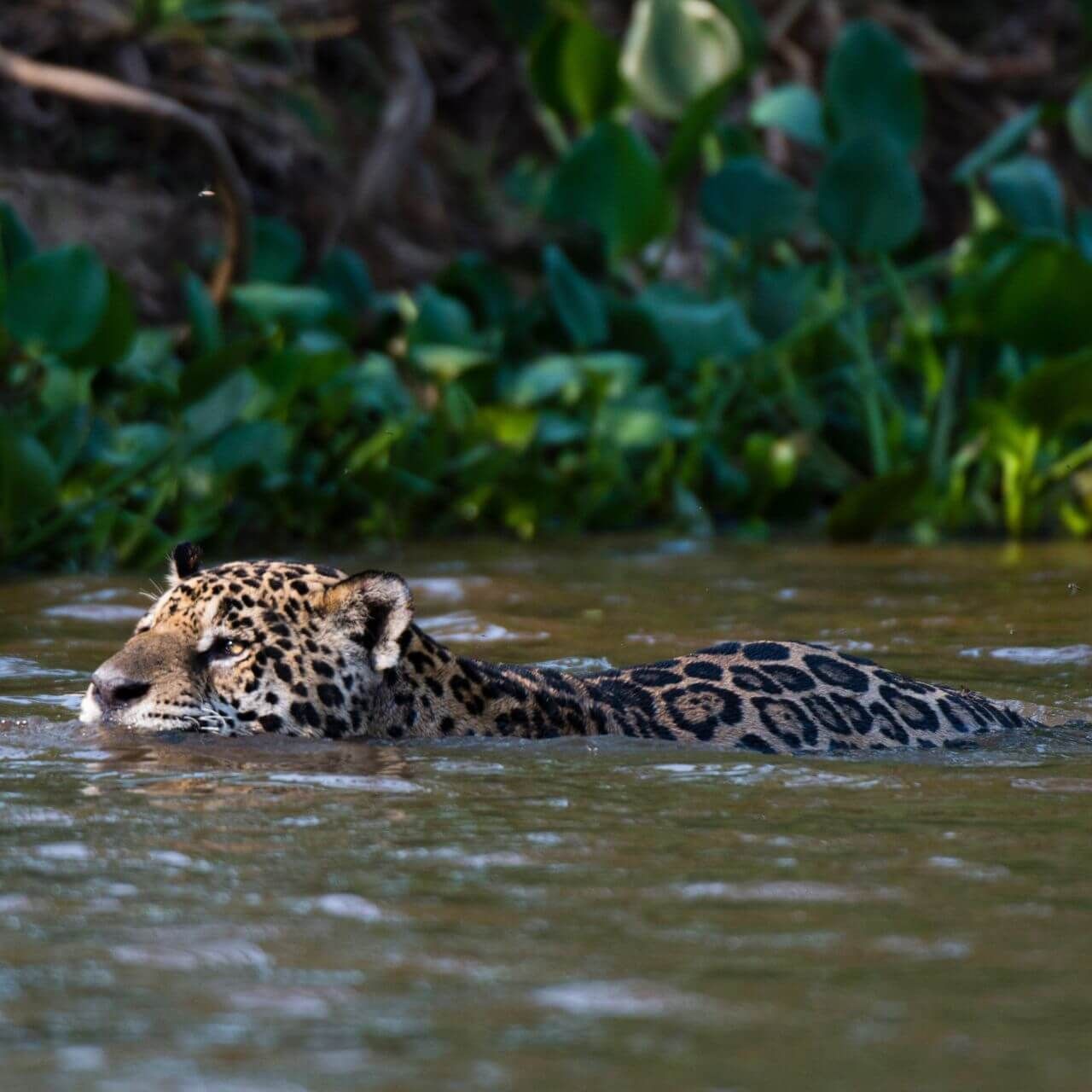 Jaguars | Apex Predators of the Amazon Rainforest | EdZOOcating Adventures