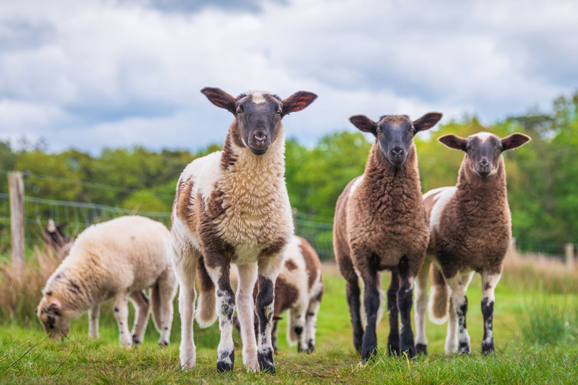 Halal Meat Processing | Madison, NC