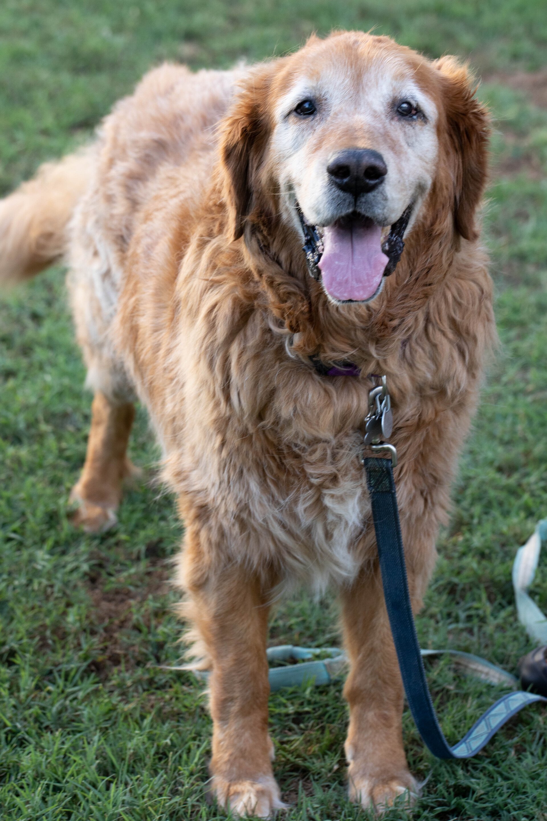 Adopt a Golden Nashville - Our Goldens