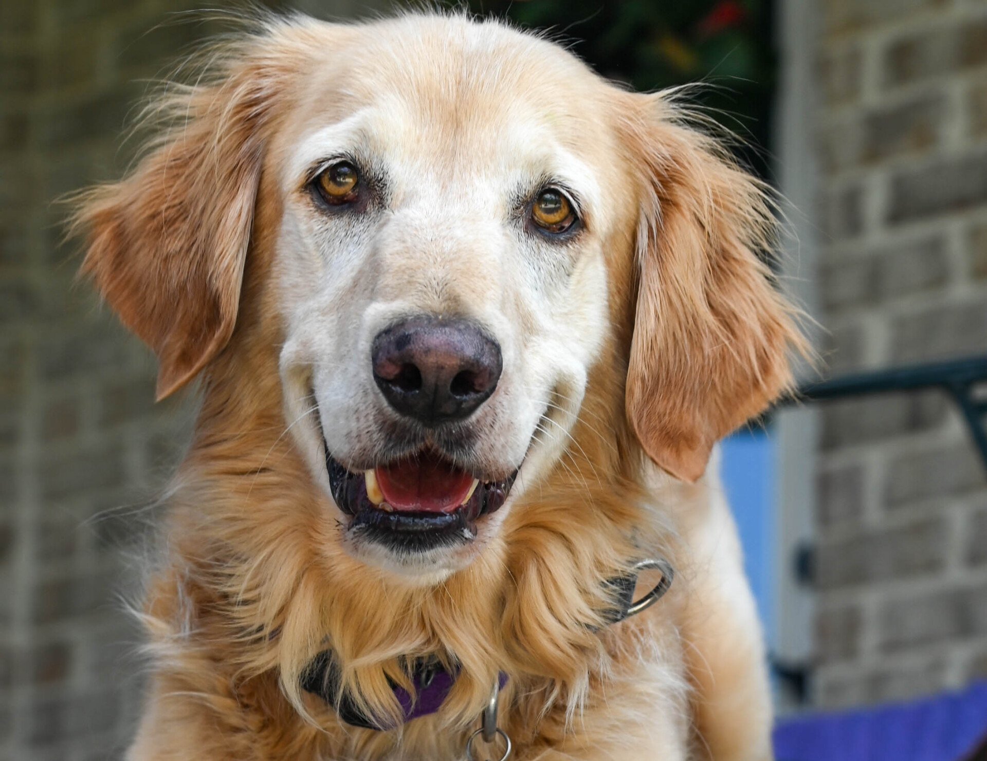 Adopt a Golden Nashville - Our Goldens