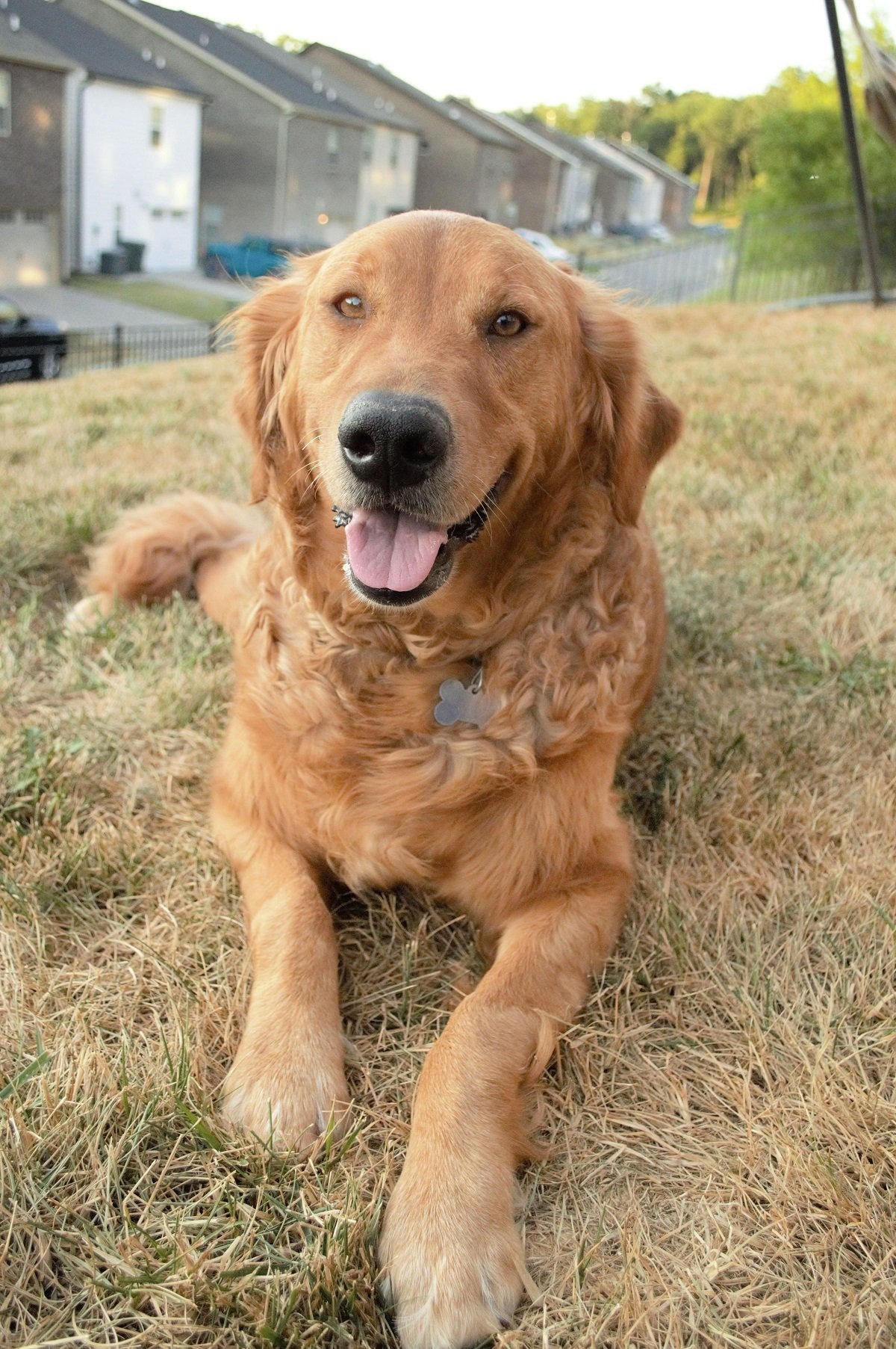 Adopt a Golden Nashville - Our Goldens