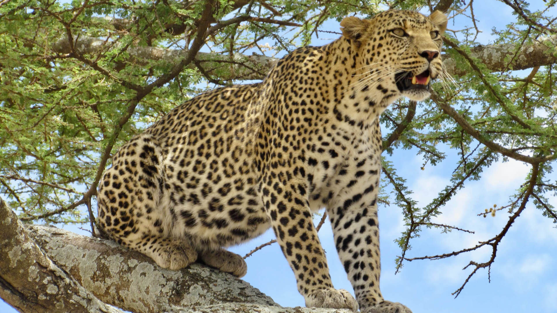 Masai Mara Group Safari | eXplore Plus Travel