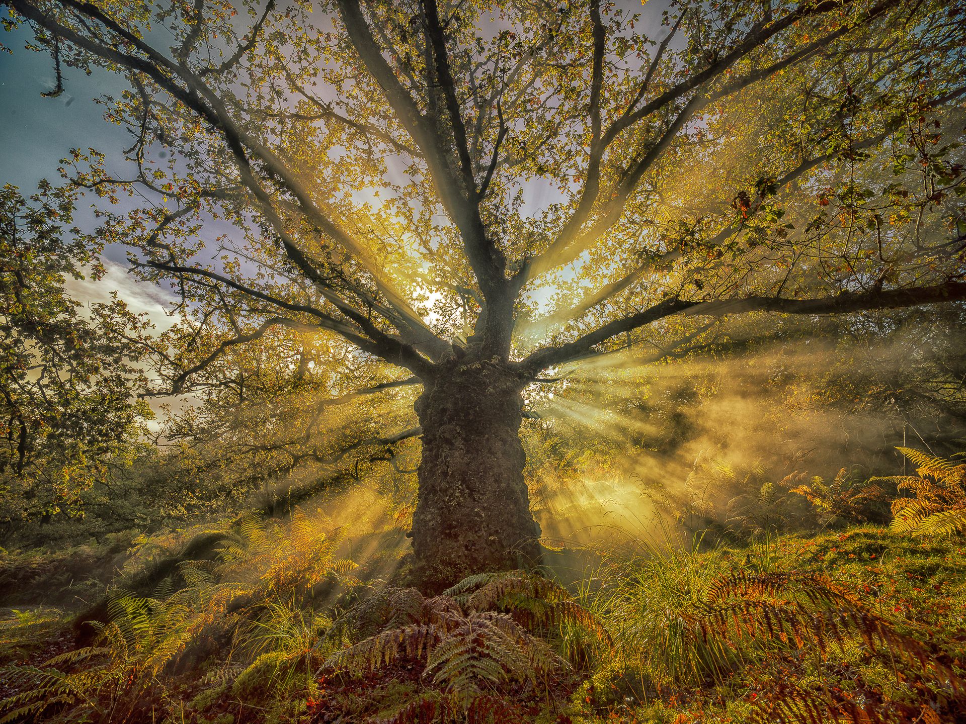 Pauls Ancient Scots Pine Alladale Scotland