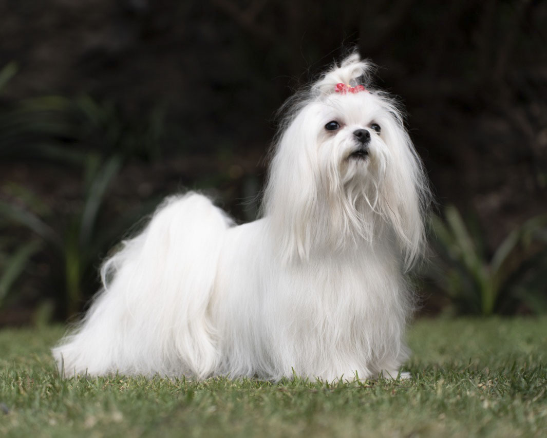 Cachorros Maltes en Venta | Bichon maltes.mx Mexico