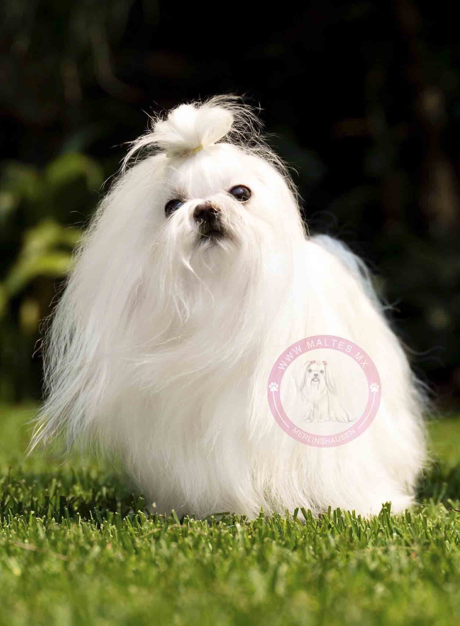 Venta de Perros Maltes | Criadero maltes.mx