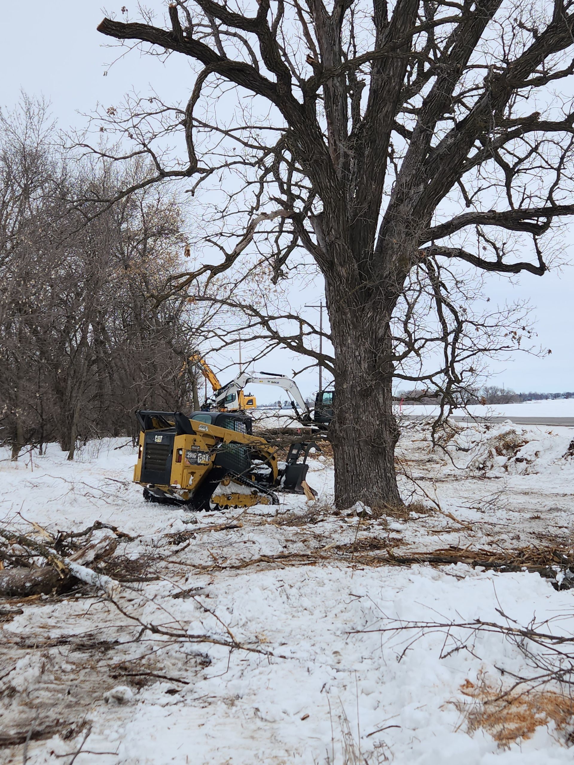 About Us | TreeStory