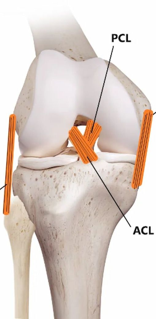 Knee Surgery | Surgeon Researcher