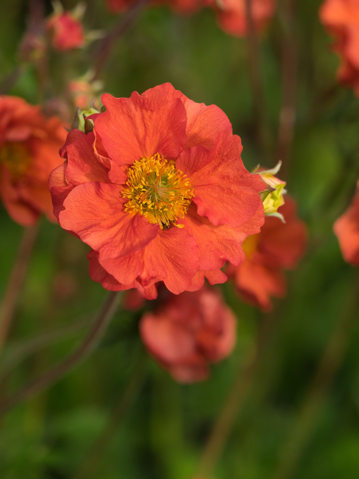 Virtual Flower Show - April 2024 - UKs top interactive flowershow