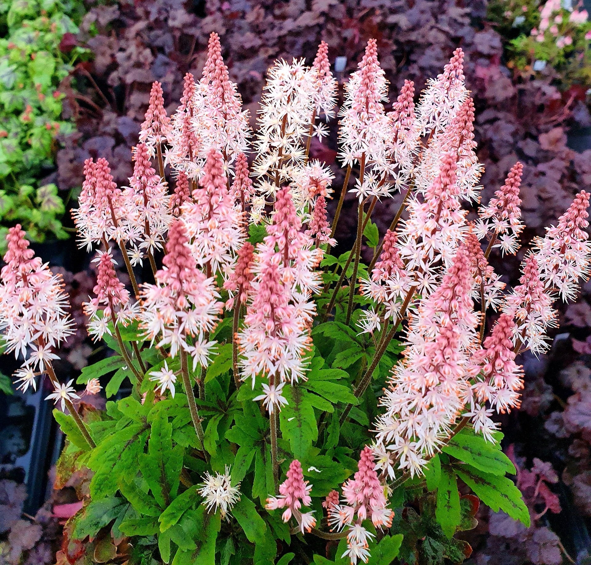 Virtual Flower Show - April 2021 - UKs top interactive flowershow