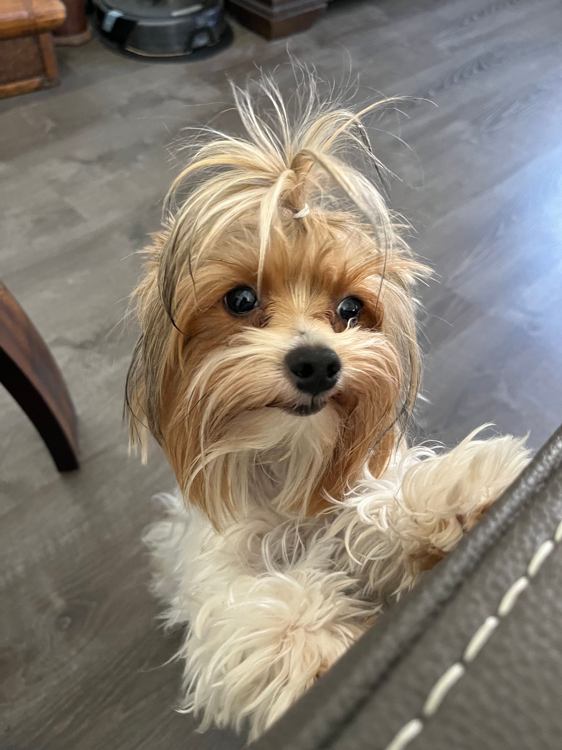 Home | Laughlin Nevada | Dani's Yorkies