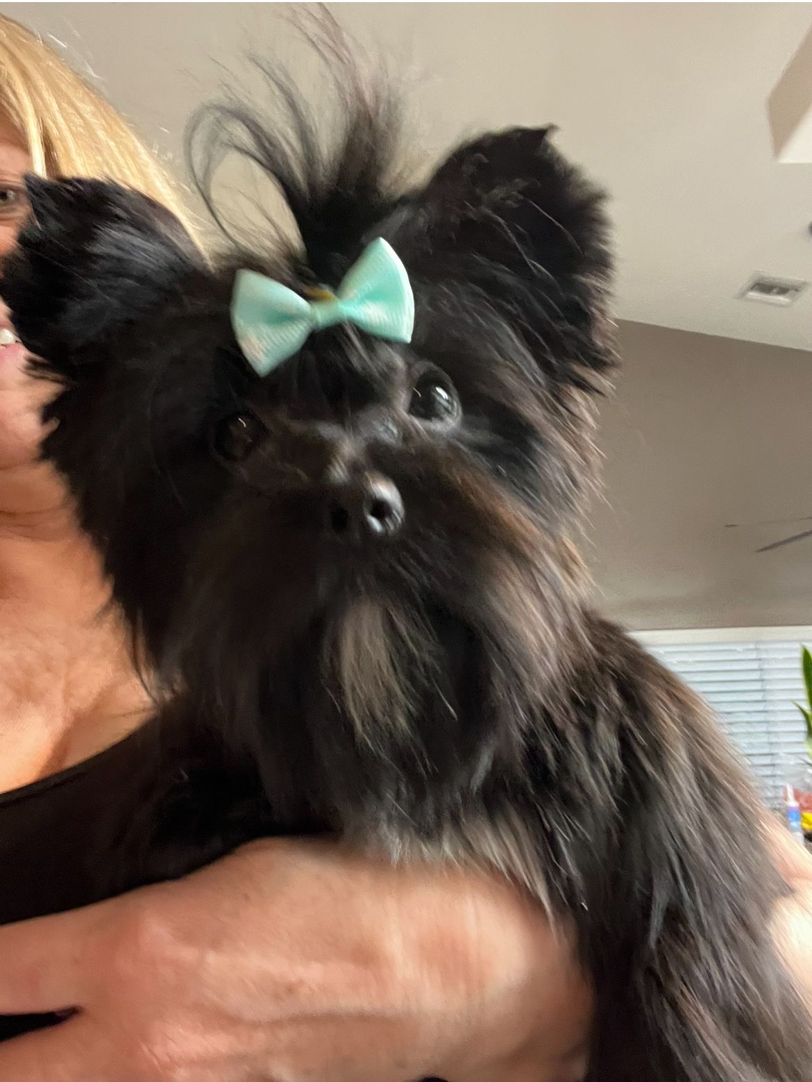 Home | Laughlin Nevada | Dani's Yorkies