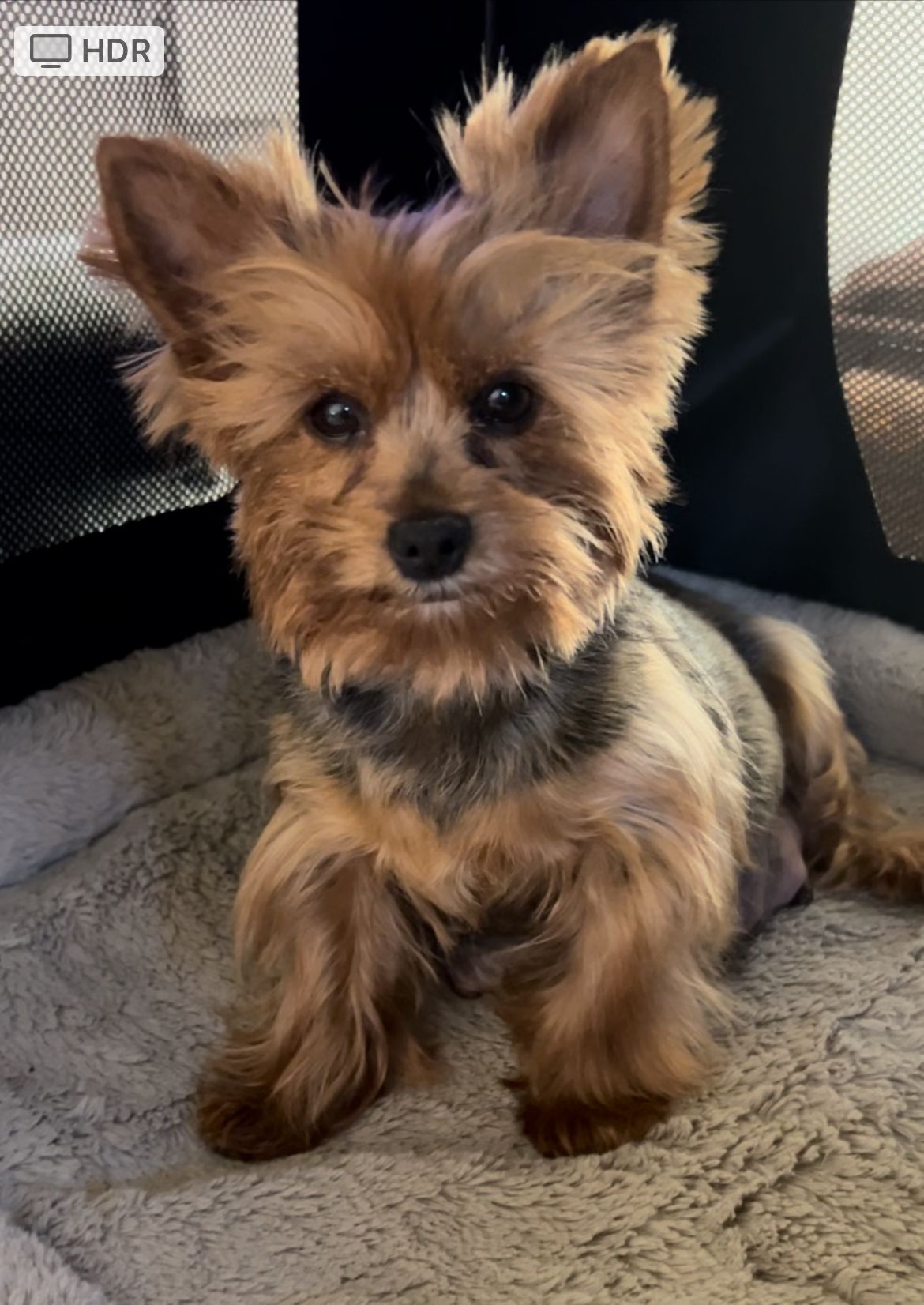 Dog Breeder | Laughlin Nevada | Dani's Yorkies