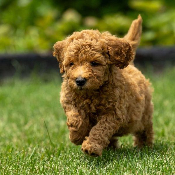 Criadero de Goldendoodles en Mexico | Goldendoodle.mx