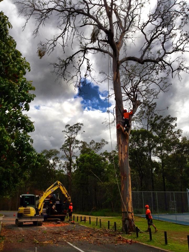 Tree Loppers Sydney | Tree Lopping & Removal | GDE