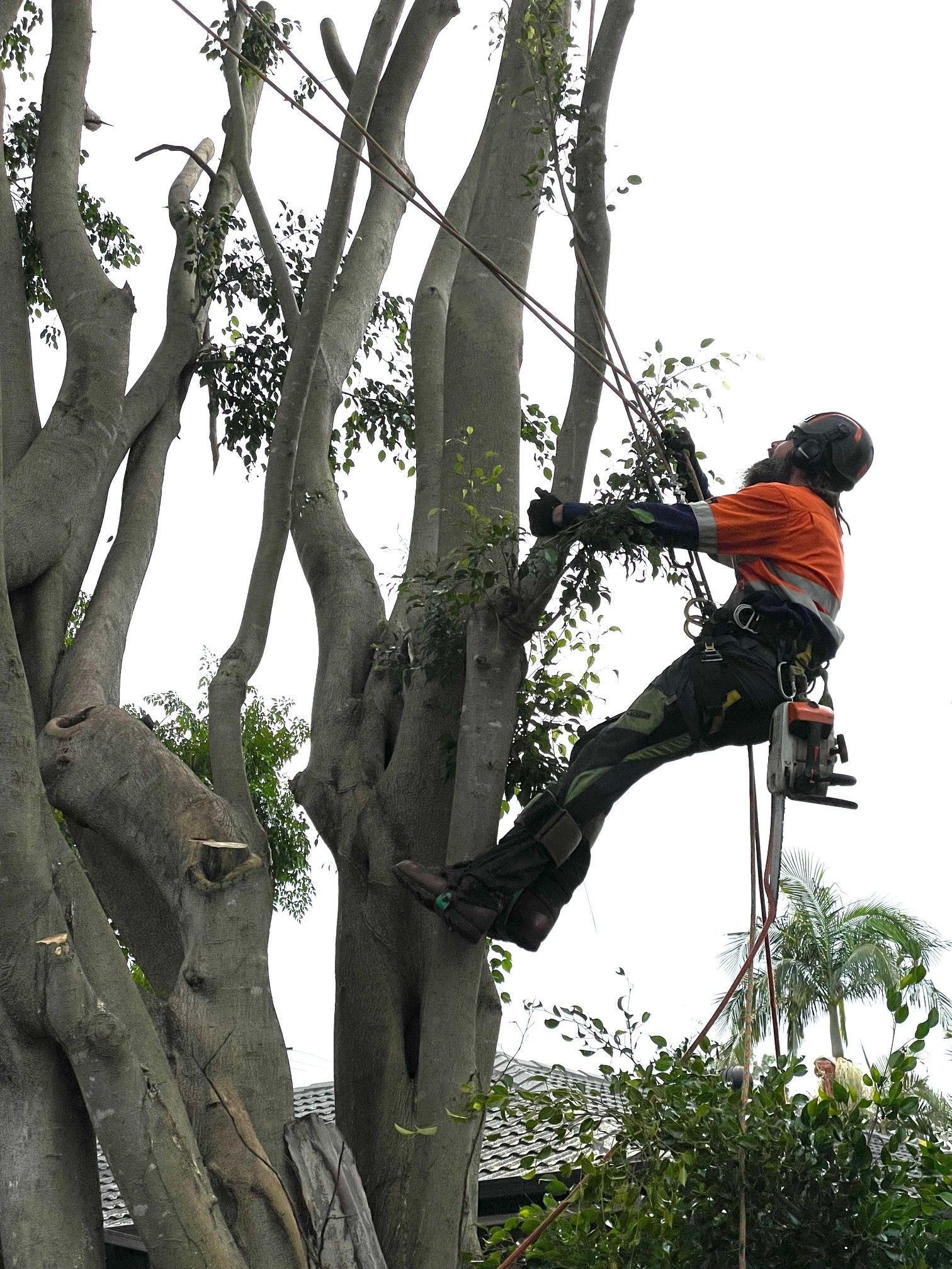 Tree Loppers Sydney | Tree Lopping & Removal | GDE