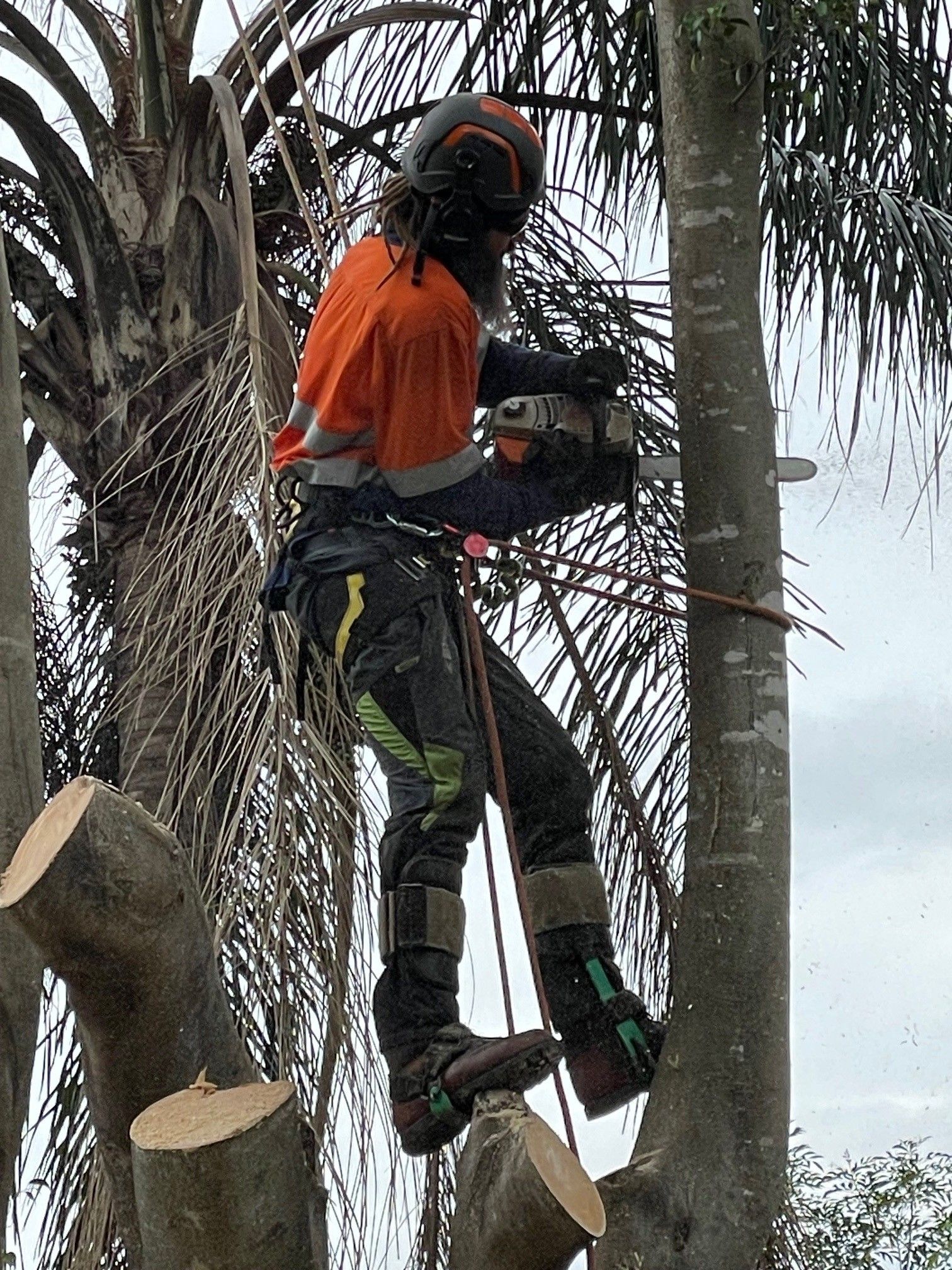 Tree Loppers Sydney | Tree Lopping & Removal | GDE
