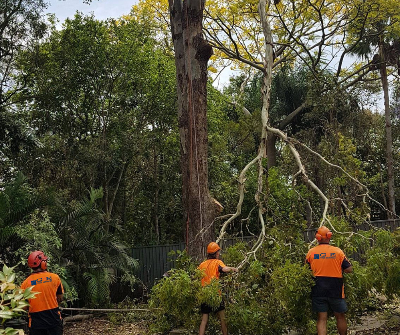 Tree Loppers Sydney | Tree Lopping & Removal | GDE