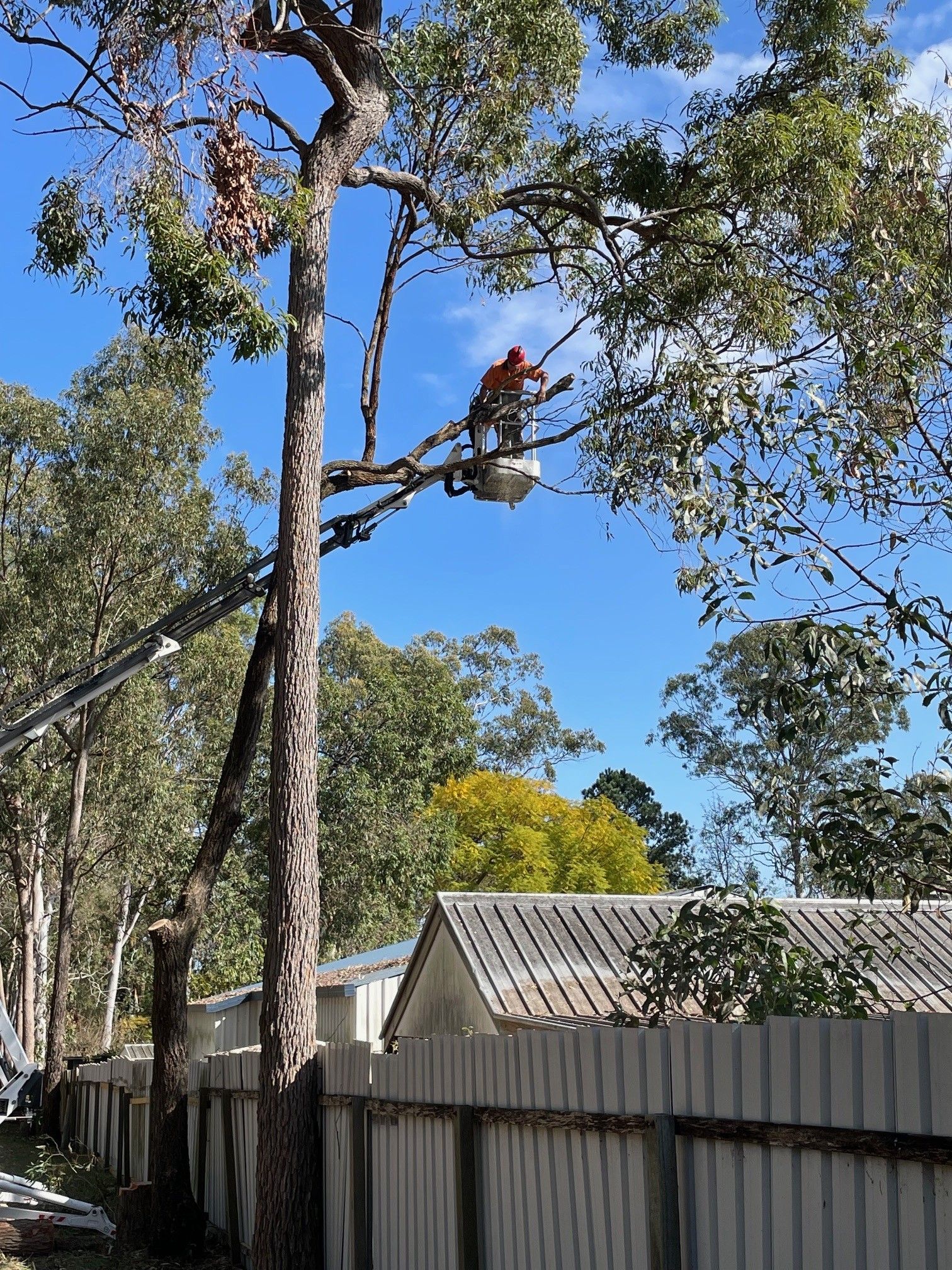 Tree Loppers Sydney | Tree Lopping & Removal | GDE