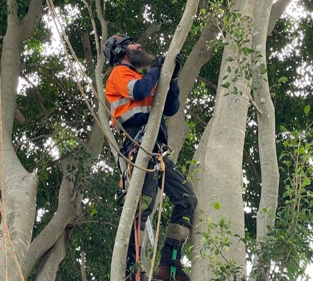 Tree Loppers Sydney | Tree Lopping & Removal | GDE