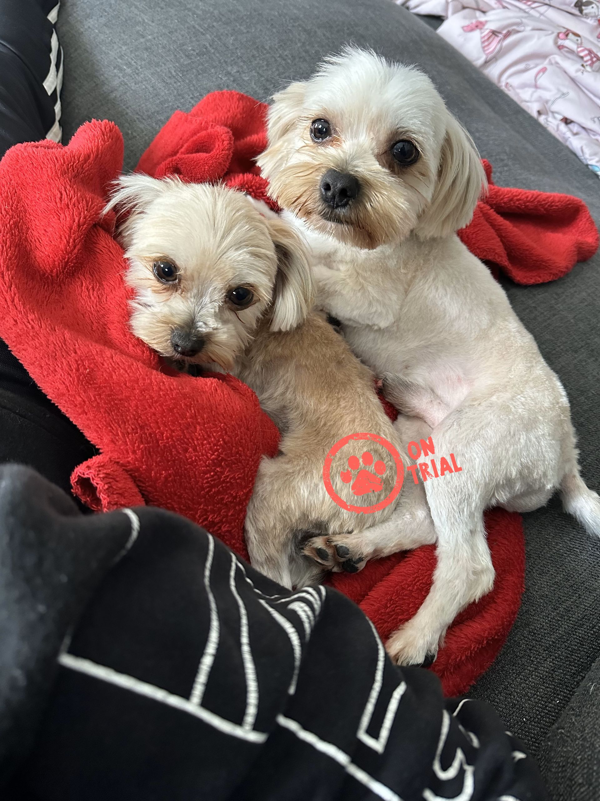 Rescue Dog Adoption and Dog Foster Care | Westleigh