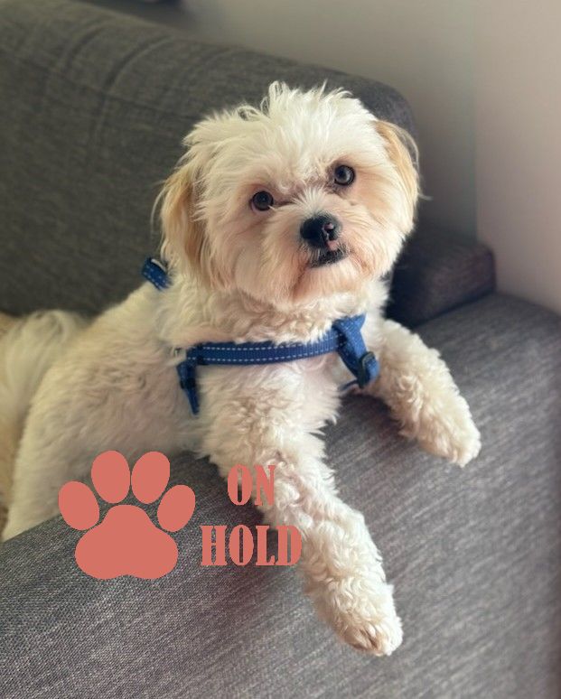 Rescue Dog Adoption and Dog Foster Care | Westleigh