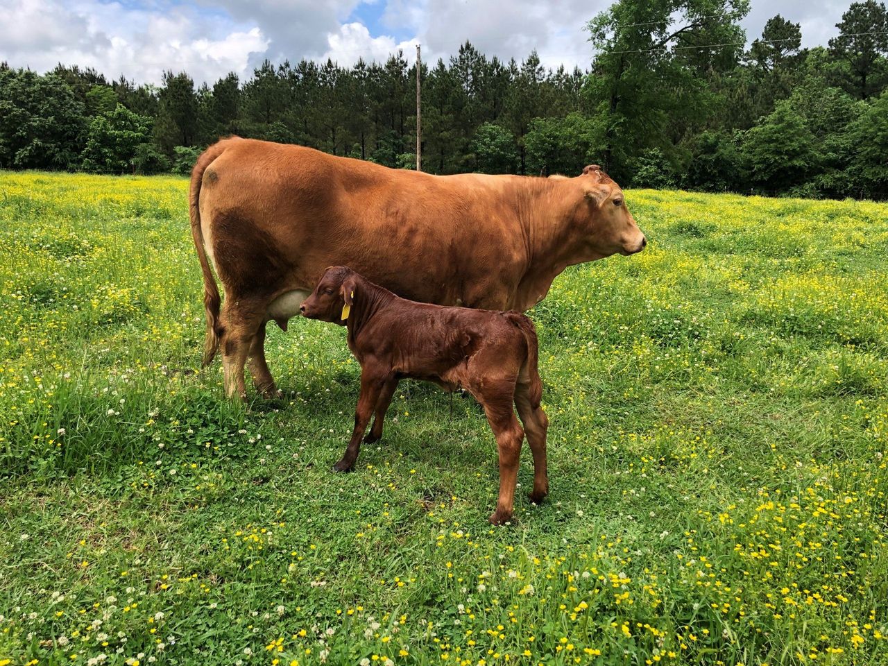 Beefmaster Cattle | Hope, AR | Pine Tree Acres Beefmasters
