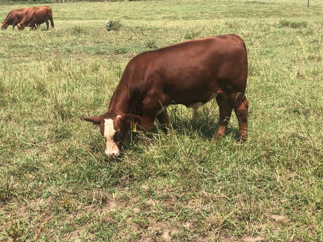 Our Program | Hope, AR | Pine Tree Acres Beefmasters