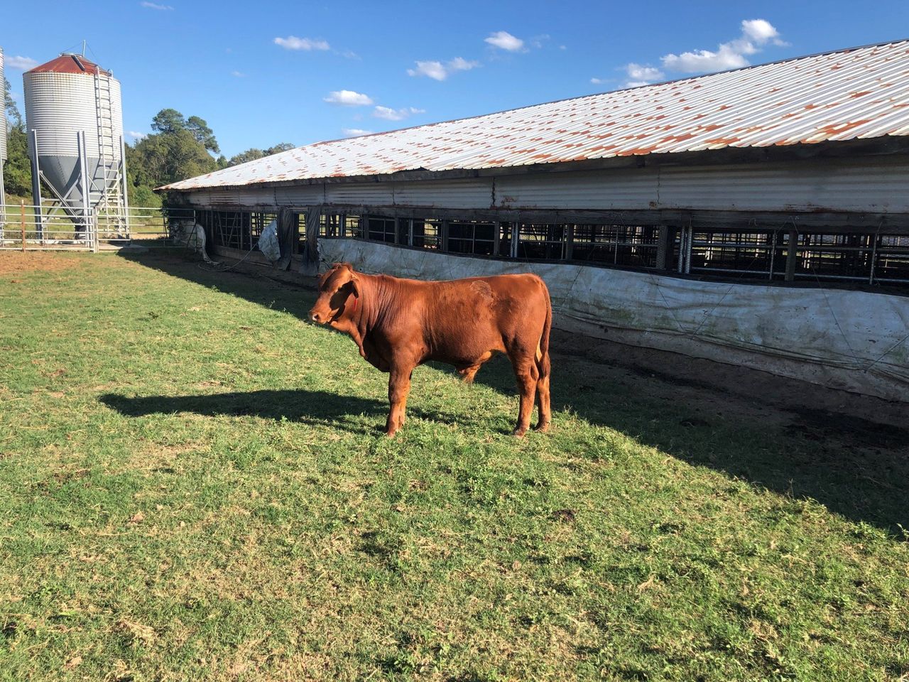 Beefmaster Cattle | Hope, AR | Pine Tree Acres Beefmasters