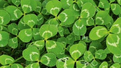 Landscape Supplies & Design, Plants, Garden Nurseries Newcastle Central ...