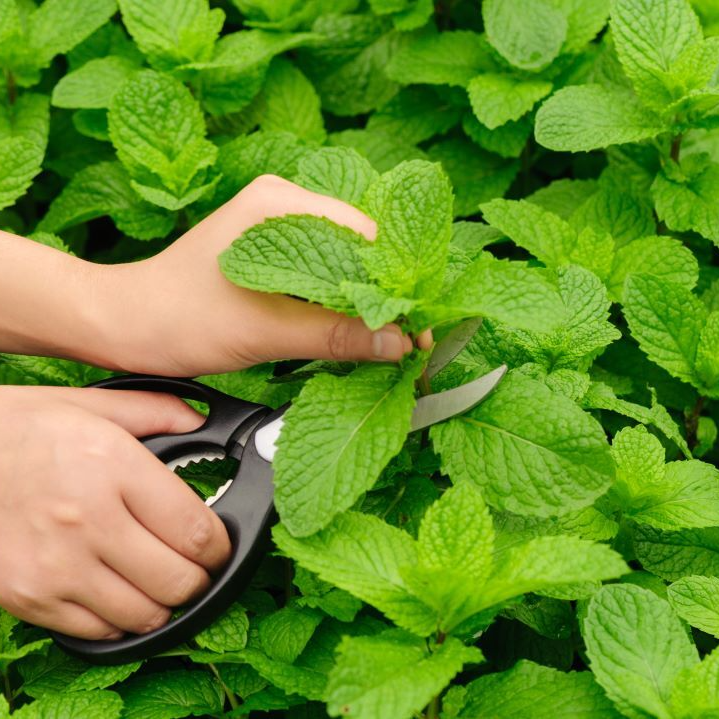 Create your own herb garden