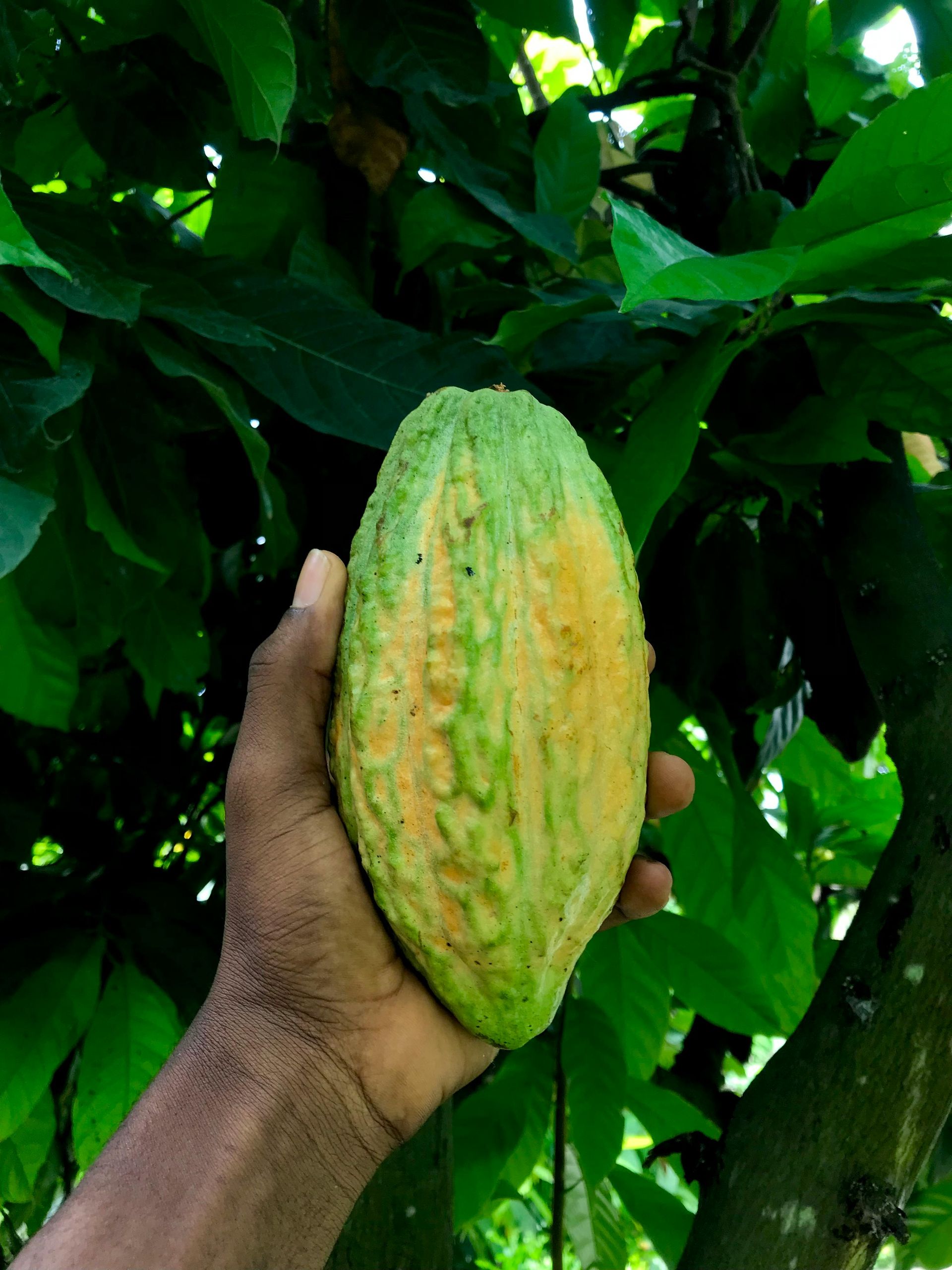 Cocoa Plantation Tour Aore Bean-to-Bar Experience in Vanuatu