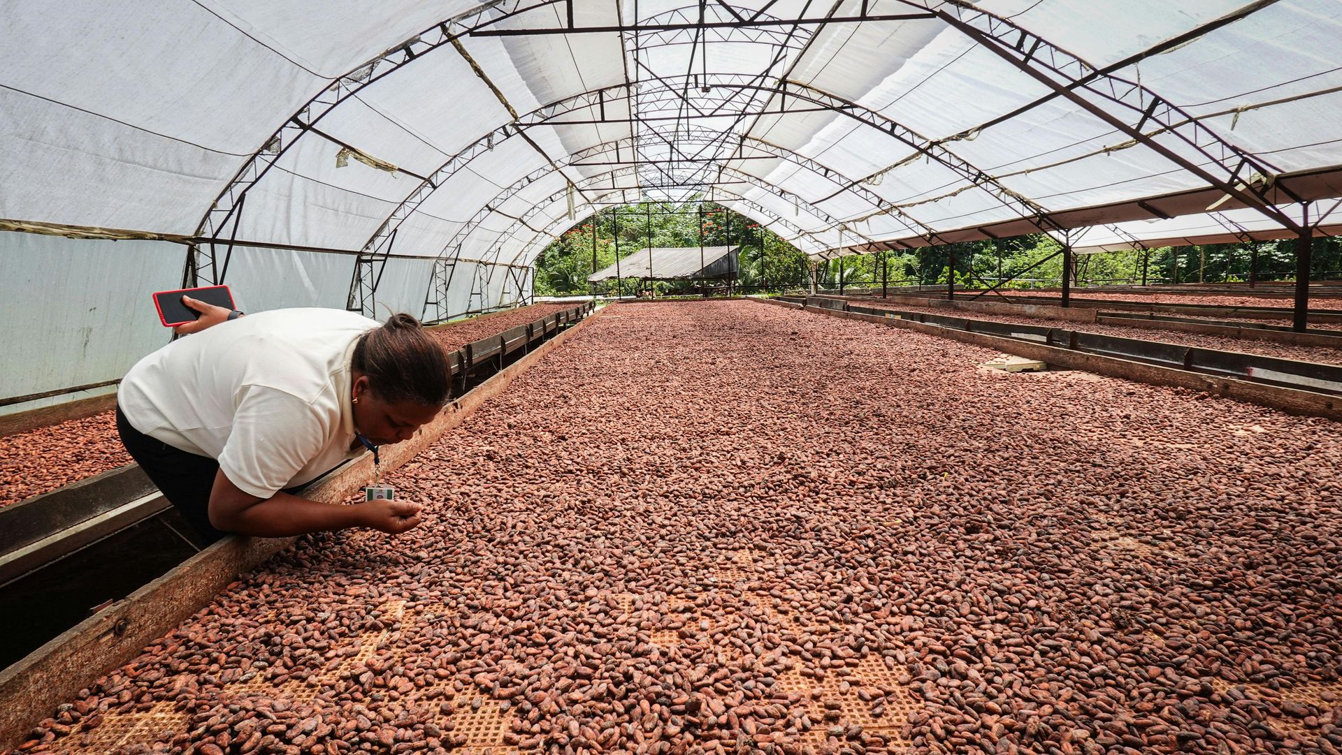 Cocoa Ceremony in Vanuatu Authentic Aore Island Experience