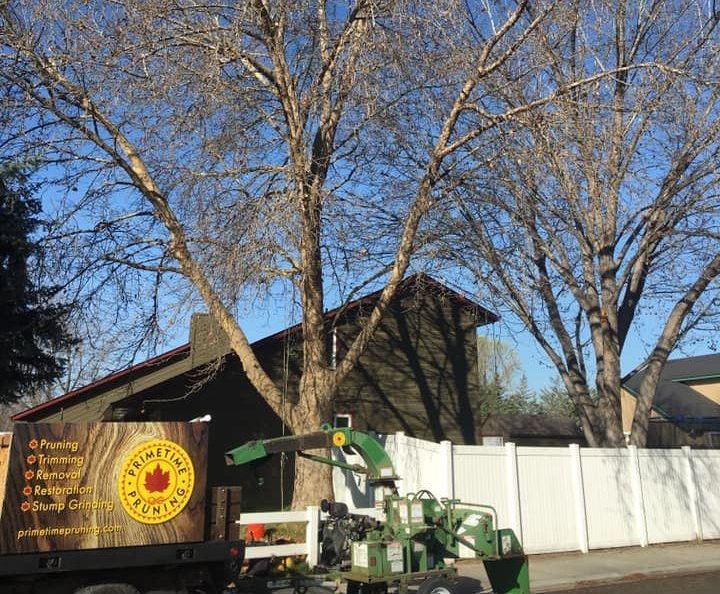 Primetime Pruning & Tree Removals