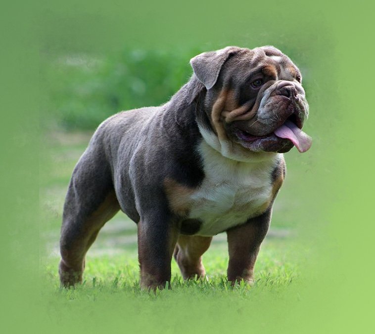 Bulldog Ingles en Venta | Criadero de Bulldogs Mexico